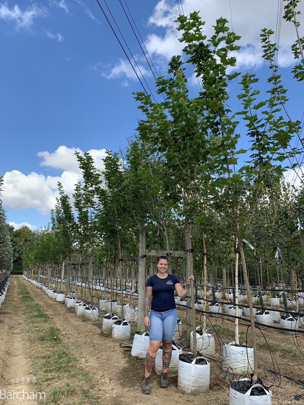 Norway Maple Cleveland - Barcham Trees