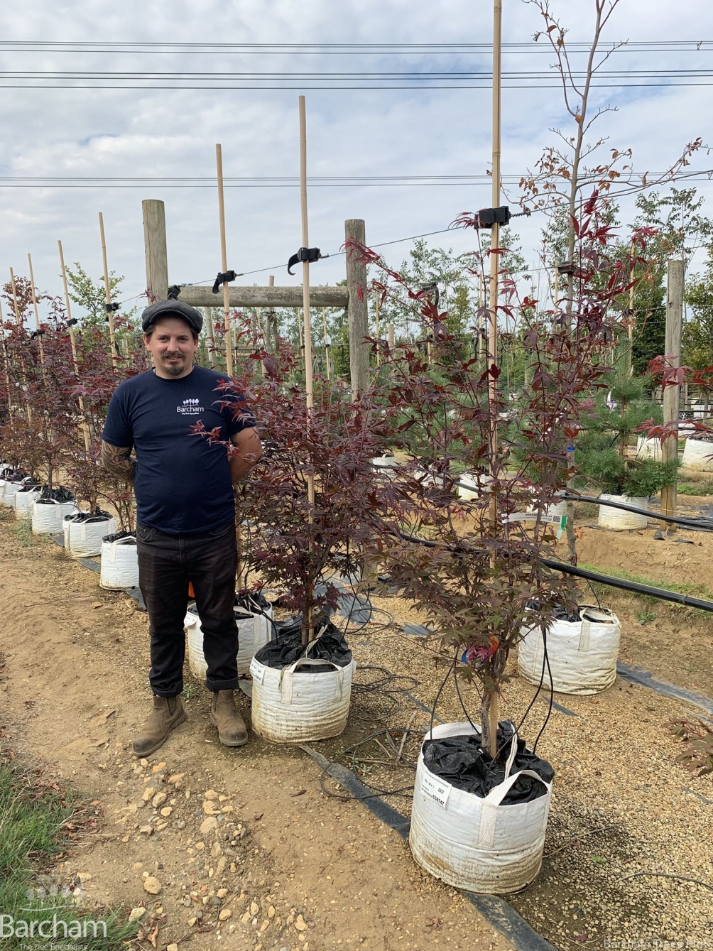 Acer palmatum Bloodgood (Japanese Maple) multi stem - Barcham Trees