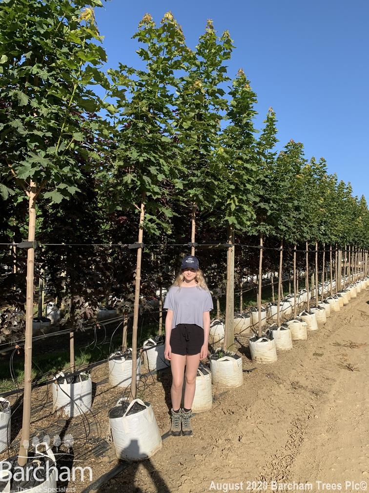 Norway Maple Cleveland - Barcham Trees