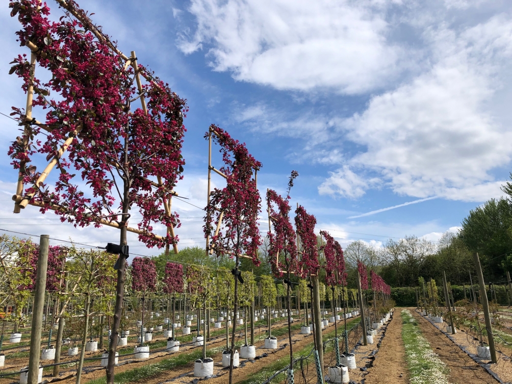 Crab apple - Barcham Trees