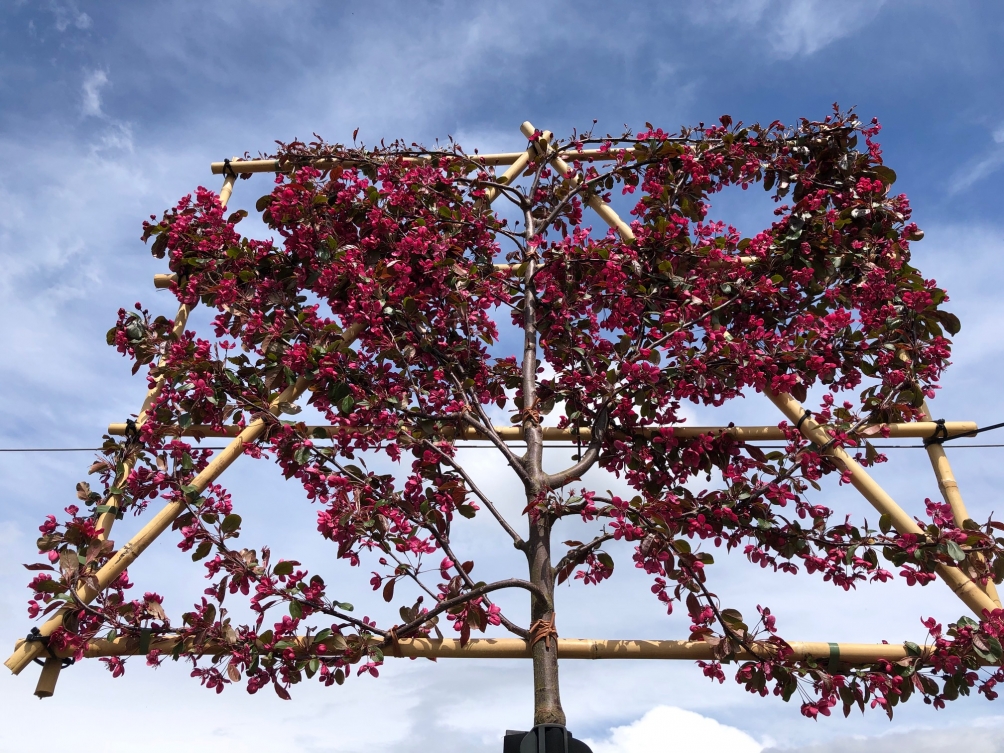 Crab apple - Barcham Trees