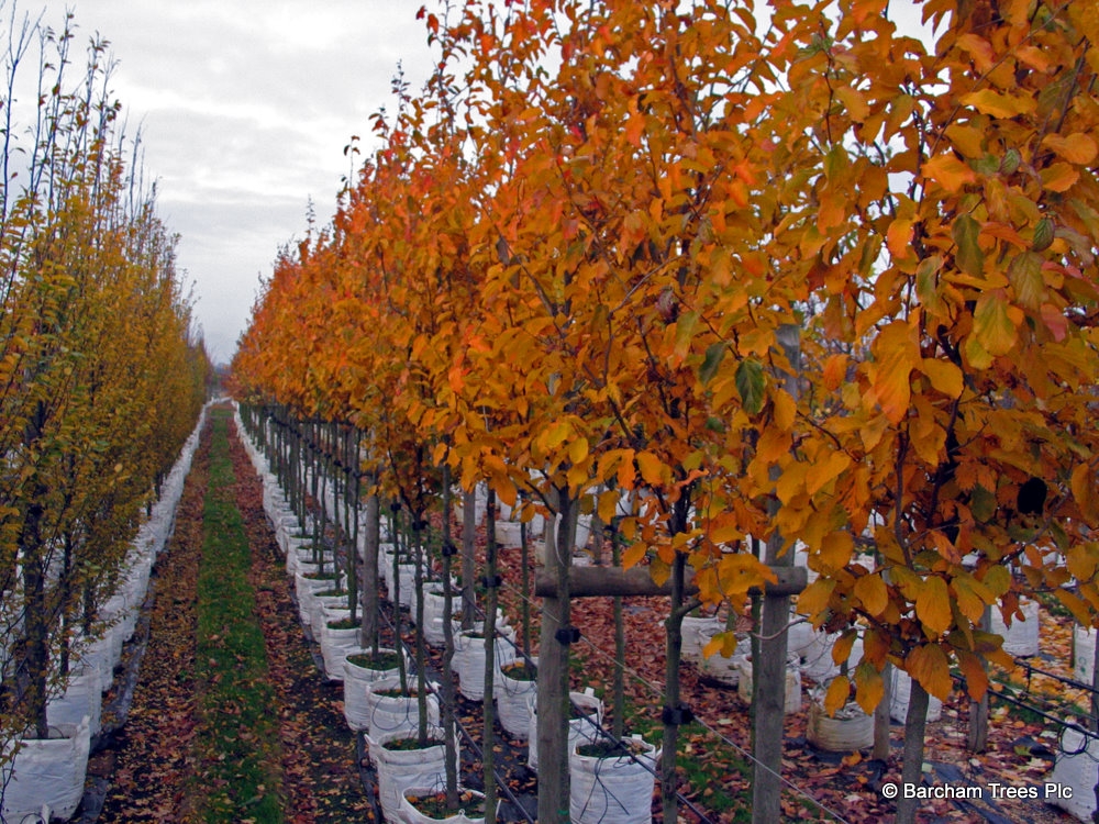 Persian Ironwood - Barcham Trees