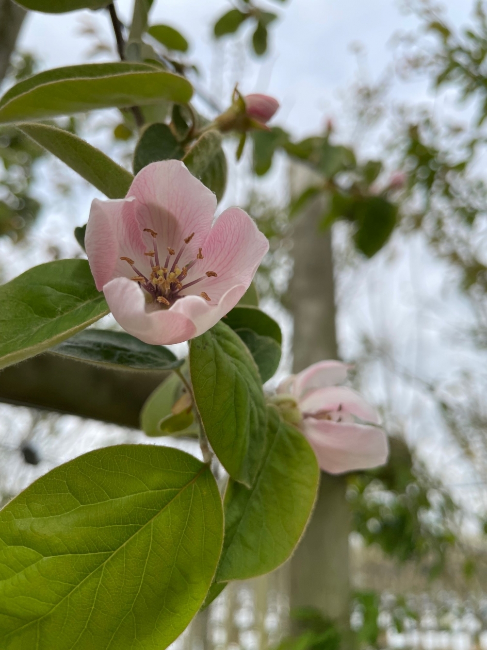 Quince Tree (Cydonia oblonga Fruitful) for Sale - Barcham Trees