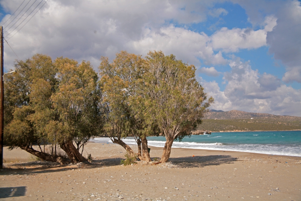 Tamarix gallica (Salt Cedar) Tree for Sale - Barcham Trees