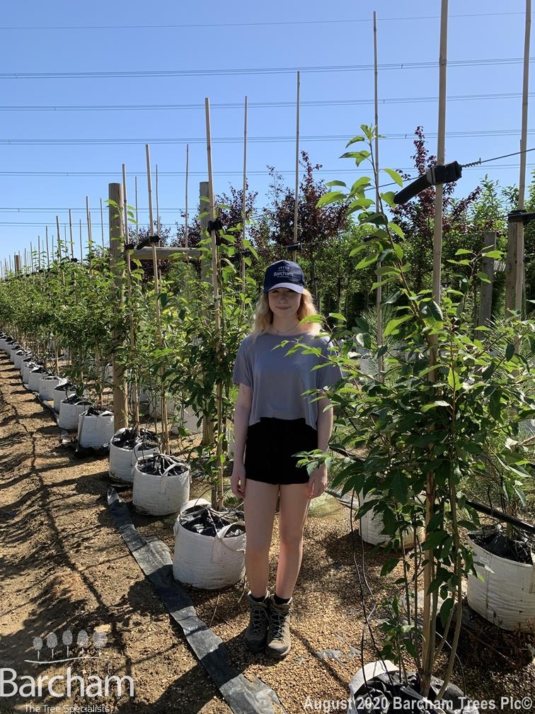 Juneberry, Serviceberry, Snowy Mespilus - Barcham Trees