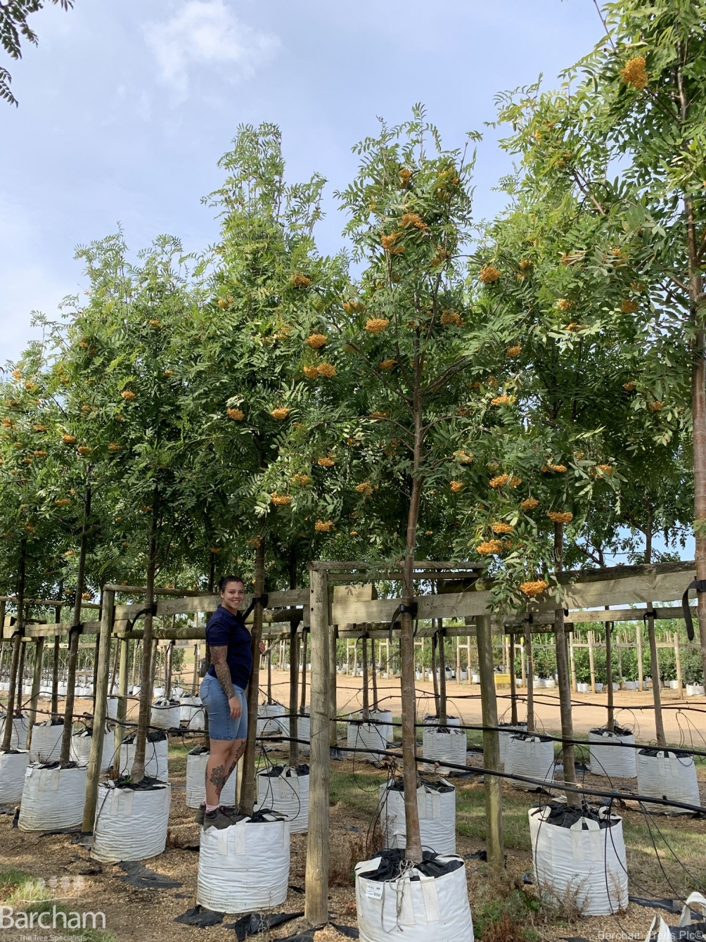 Rowan Golden Wonder, Mountain Ash Golden Wonder - Barcham Trees