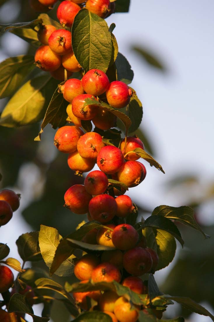 Crab Apple Evereste - Barcham Trees