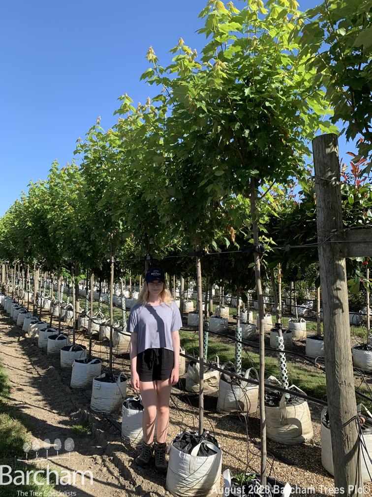 Bowhall Red Maple - Barcham Trees