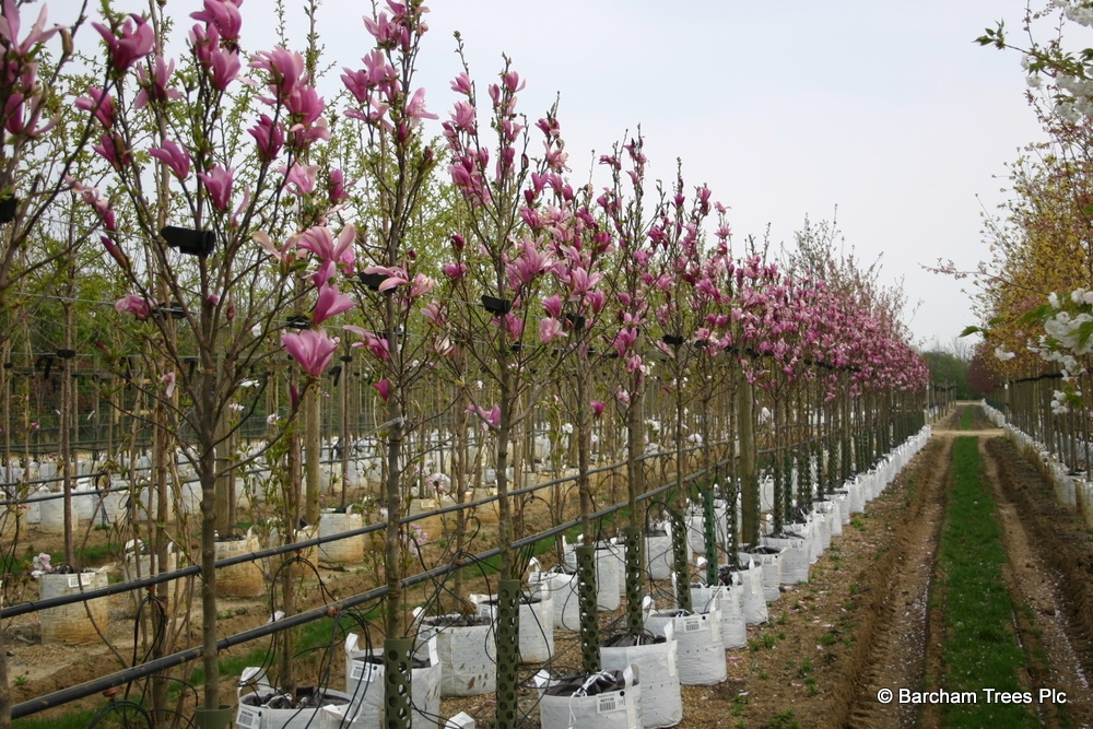 Susan Magnolia, Magnolia - Barcham Trees