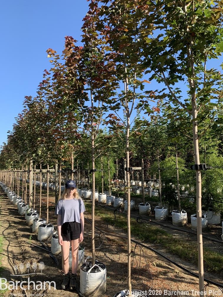Royal Red Norway Maple - Barcham Trees