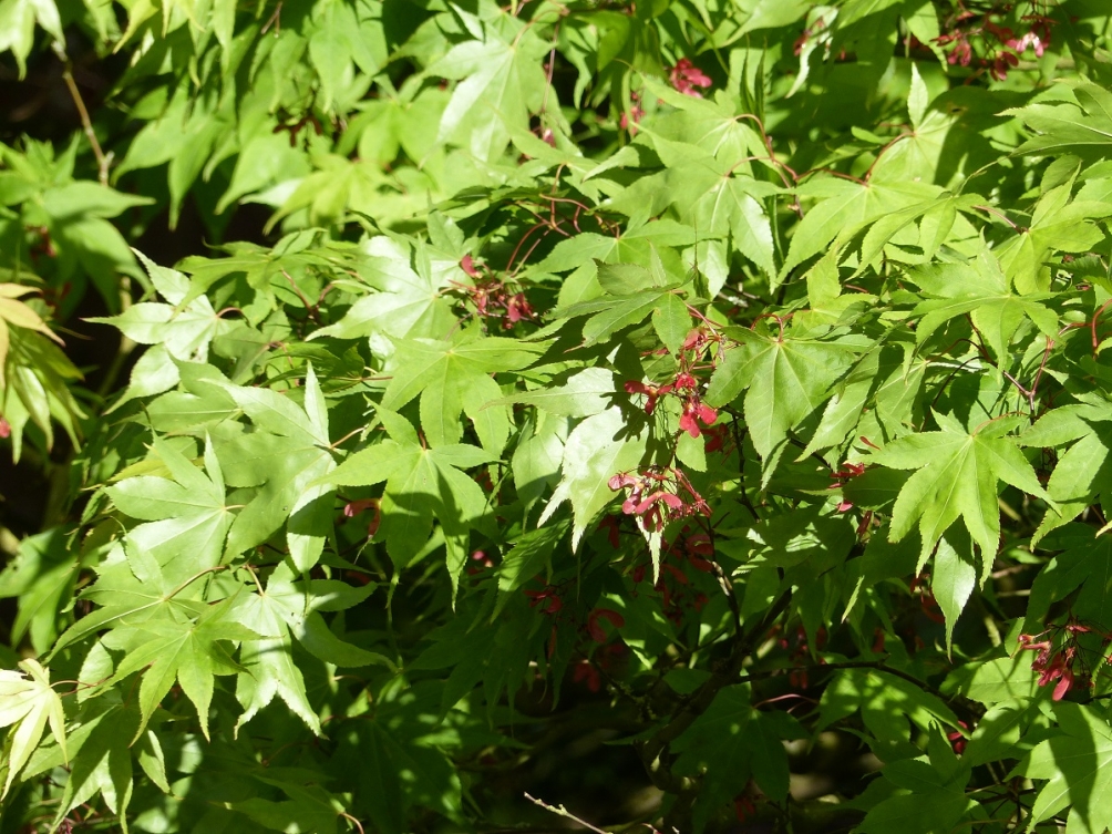 Acer palmatum multi stem Tree for Sale - Barcham Trees
