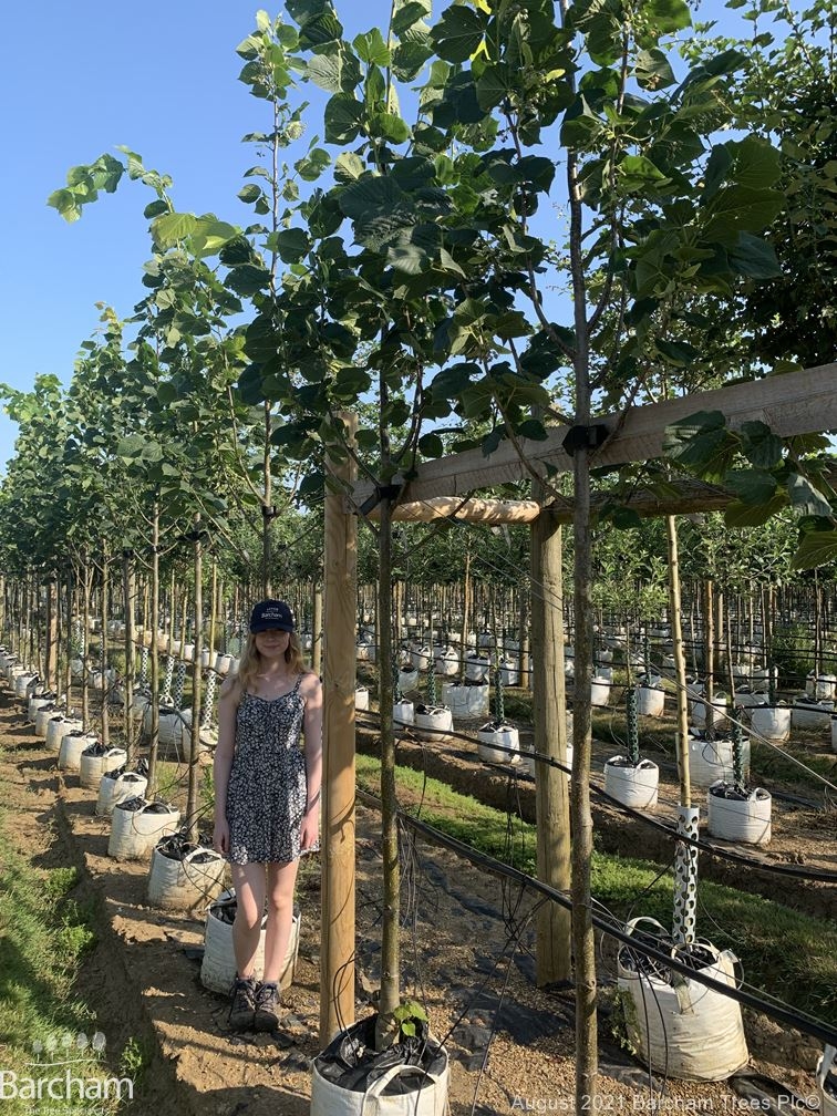 American Line, American Linden, Basswood - Barcham Trees