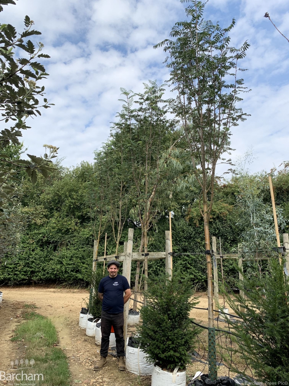 Rowan Cardinal Royal, Mountain Ash Cardinal Royal - Barcham Trees