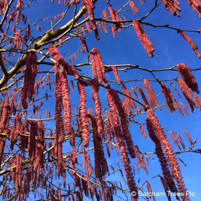 Red Filbert - Barcham Trees