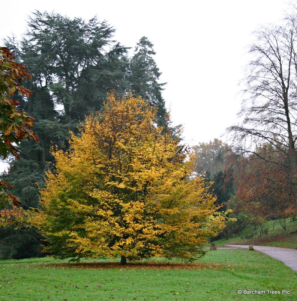 Persian Ironwood - Barcham Trees