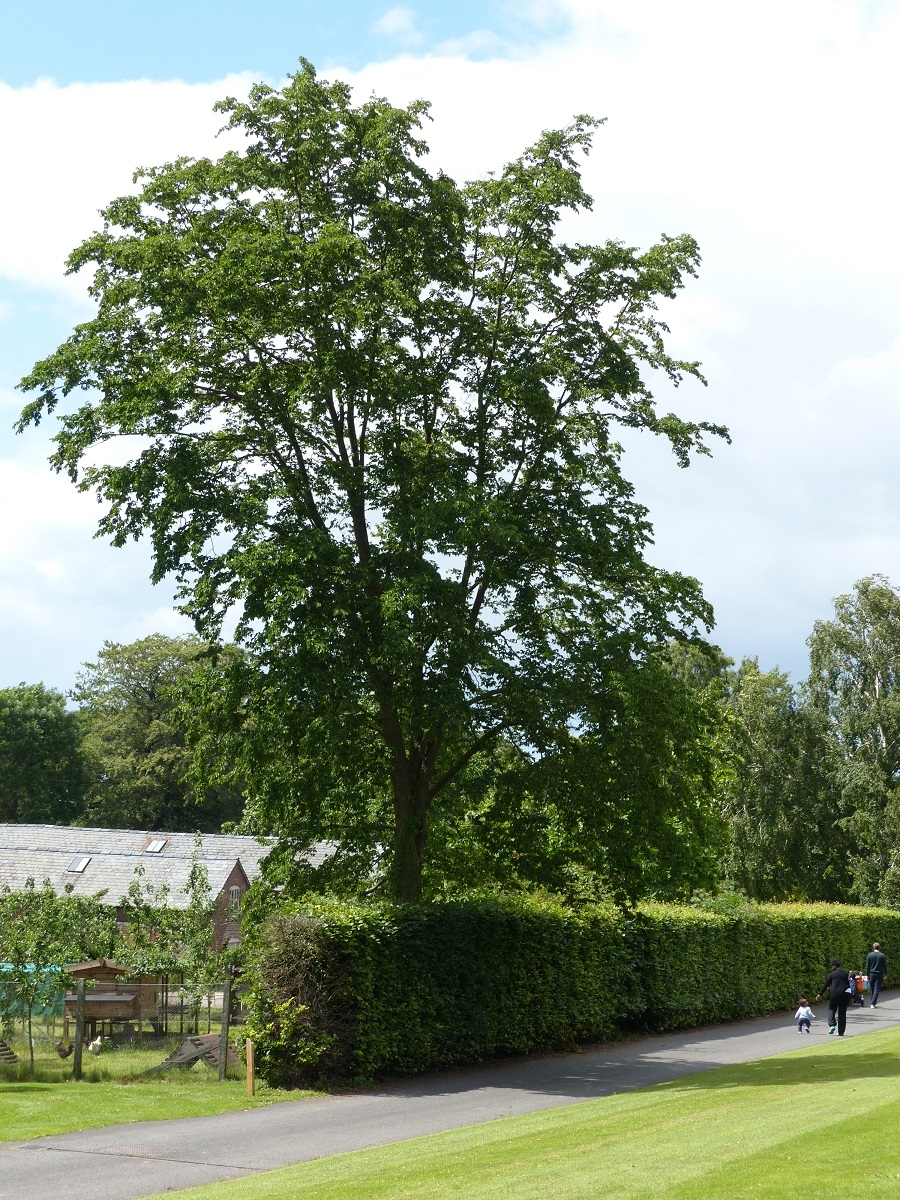 Hop Hornbeam - Barcham Trees