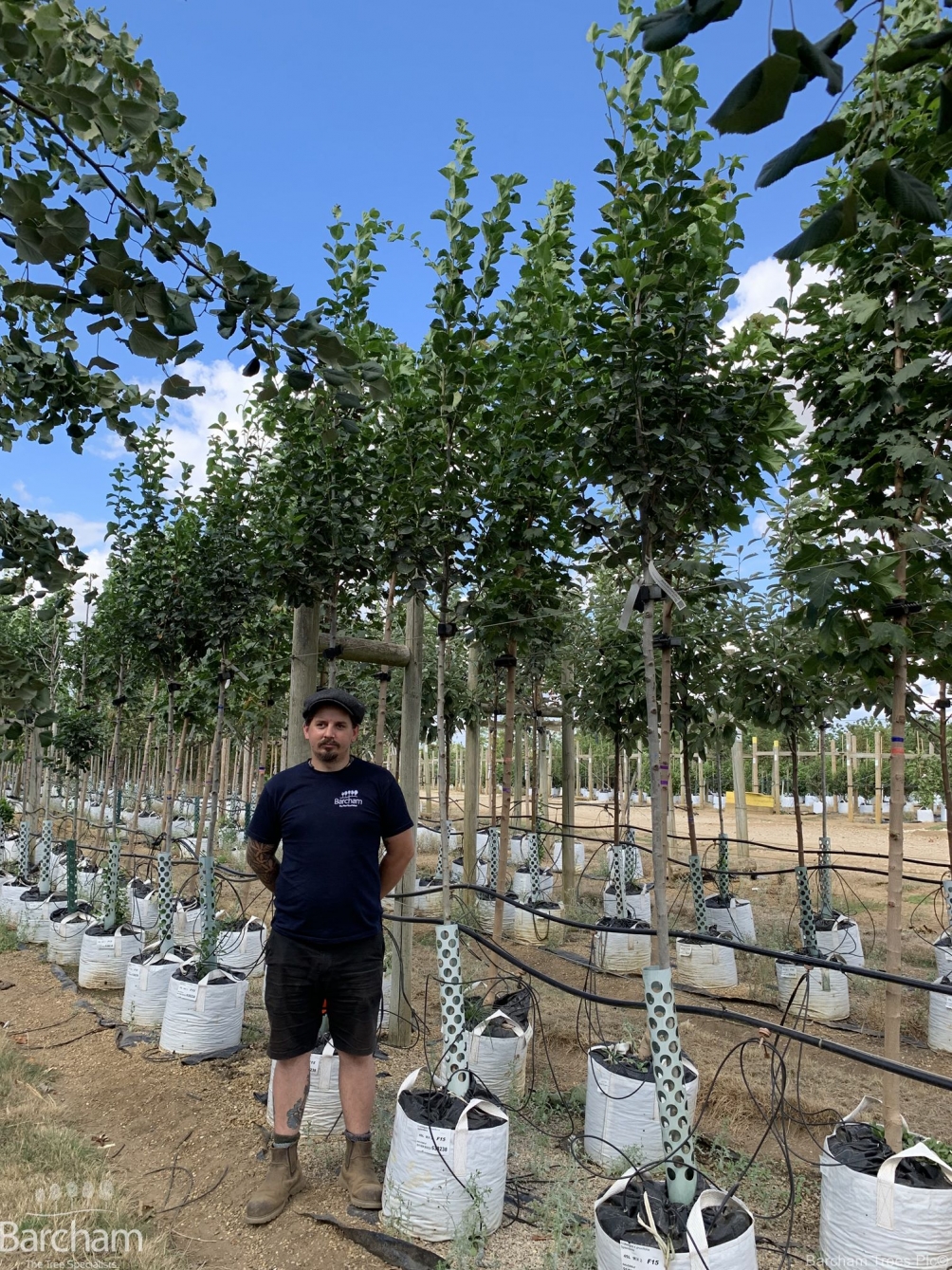 Broad-leaved Cockspur Thorn, Hawthorn - Barcham Trees