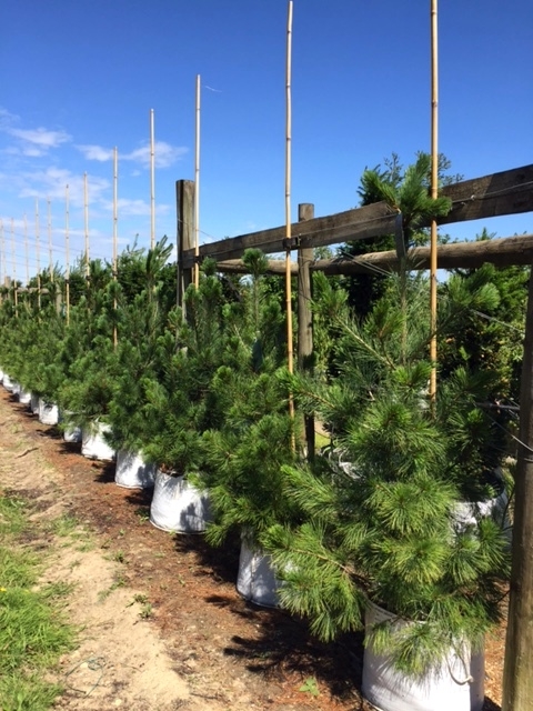 Macedonian Pine - Barcham Trees