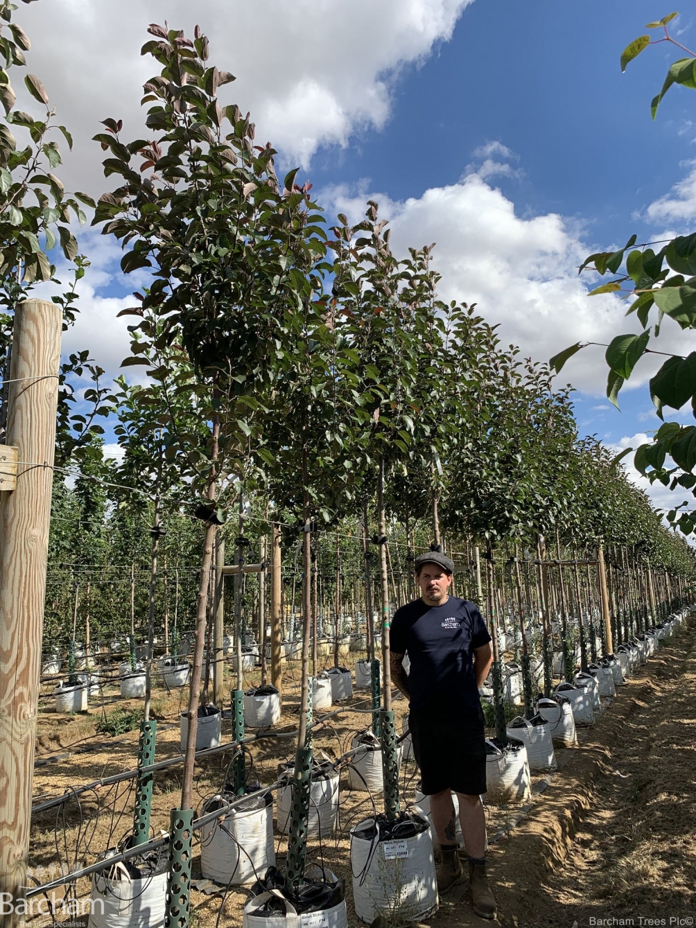 Mokum Crab Apple - Barcham Trees