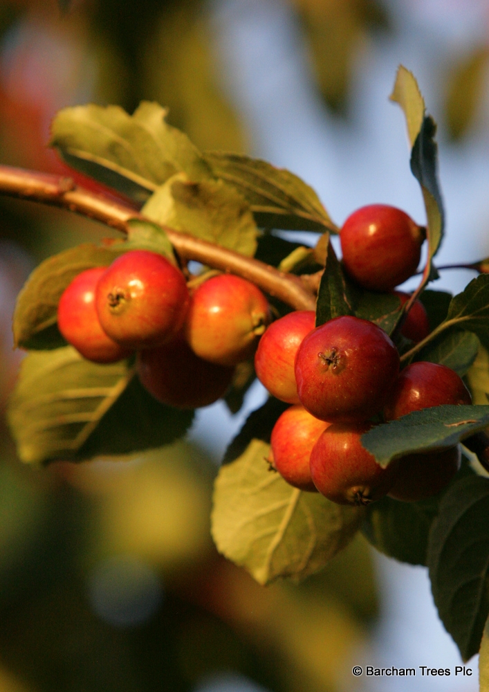 Malus evereste (Crab Apple Evereste) Tree for Sale - Barcham Trees