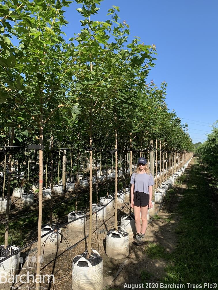 Norway Maple Pacific Maple - Barcham Trees
