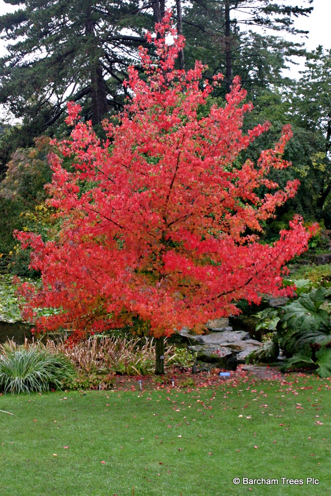 Sweet Gum Lane Roberts - Barcham Trees