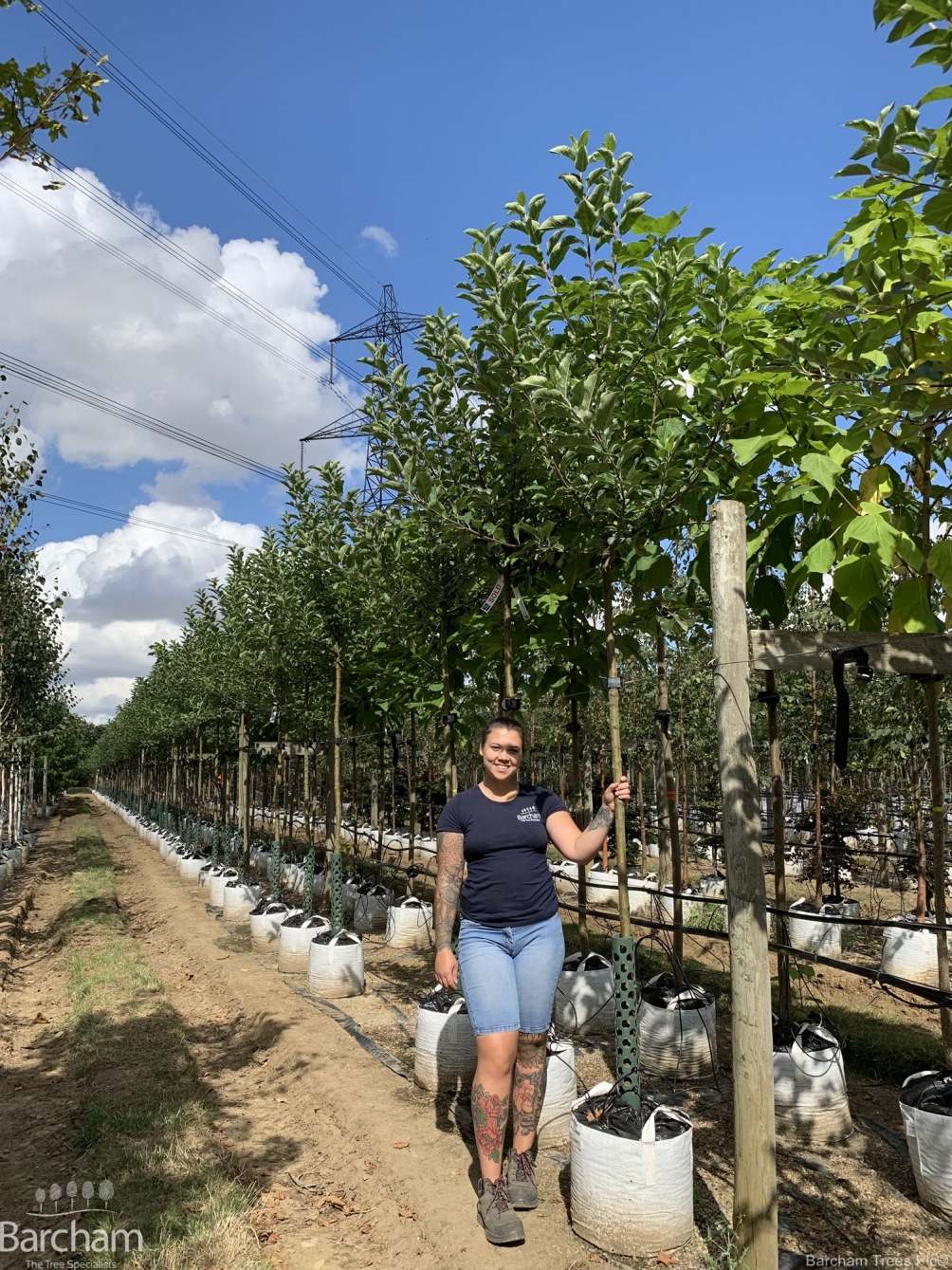 Elstar Apple - Barcham Trees