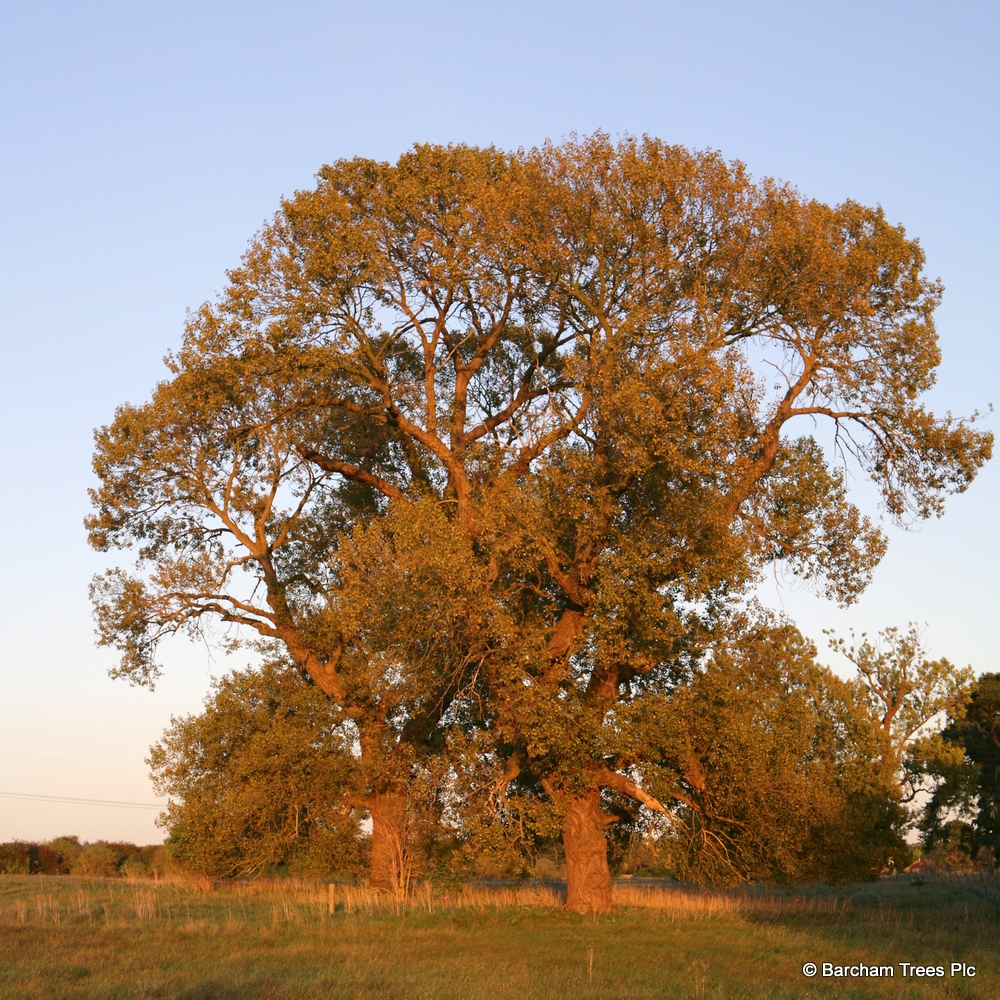 Populus nigra (Black Poplar) Tree for Sale - Barcham Trees