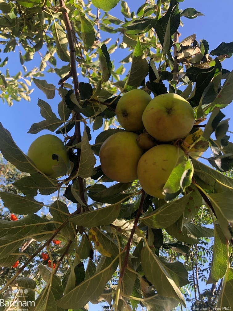 Elstar Apple - Barcham Trees