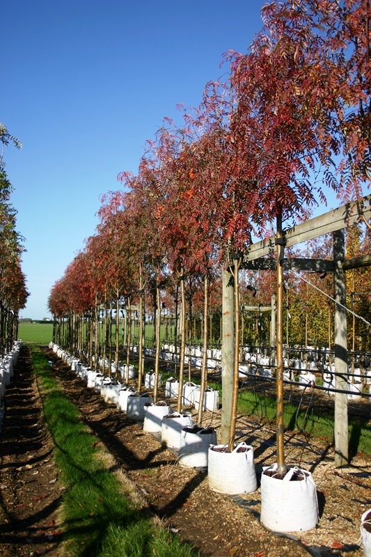 Rowan Schouten - Barcham Trees