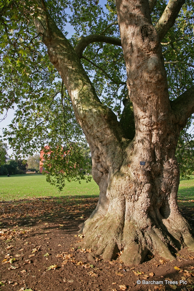 Oriental Plane Tree - Barcham Trees