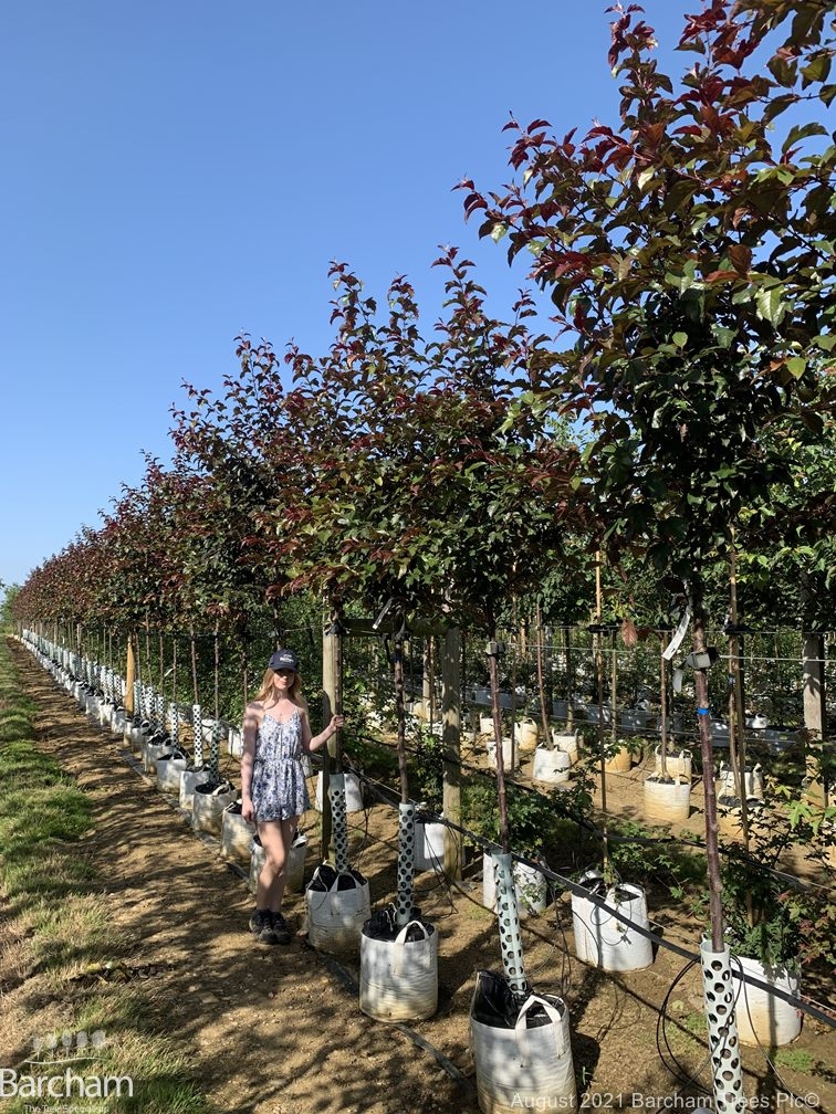 Crab apple - Barcham Trees