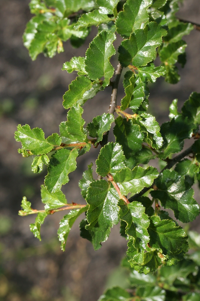Antarctic Beech - Barcham Trees