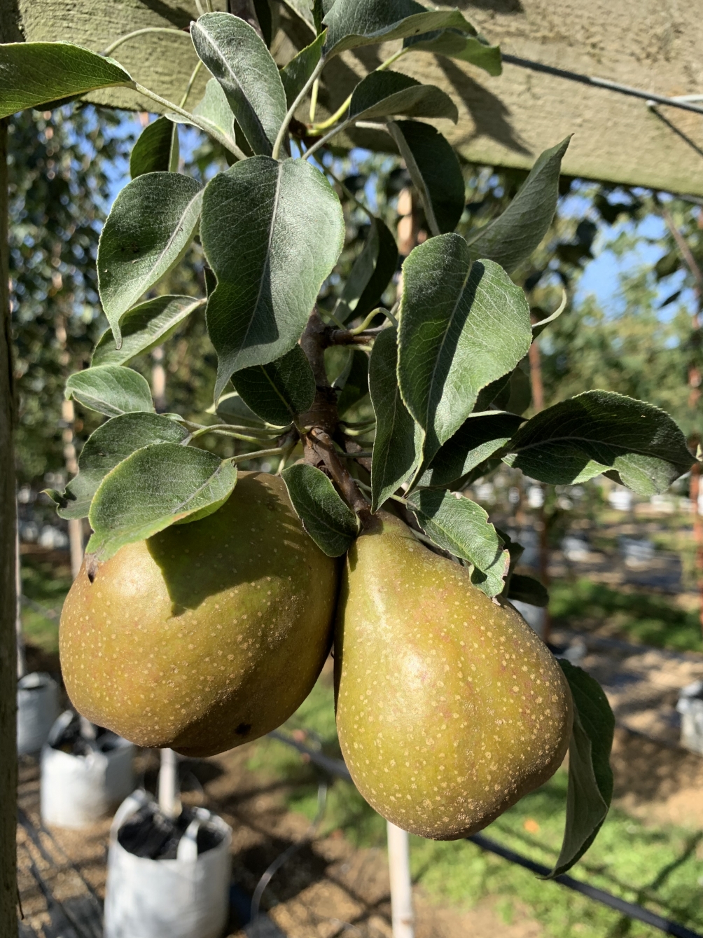 Pyrus communis Gieser Wildeman - Barcham Trees