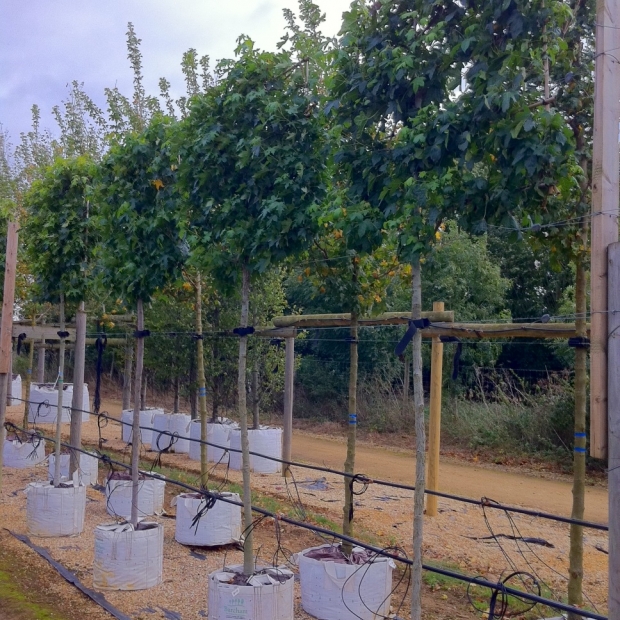 Sweet Gum - Barcham Trees