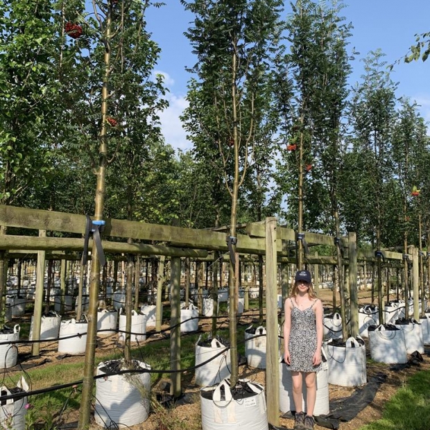 Rowan Cardinal Royal, Mountain Ash Cardinal Royal - Barcham Trees