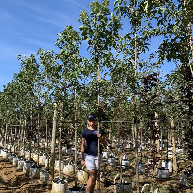 Prunus Sunset Boulevard Tree for Sale - Barcham Trees