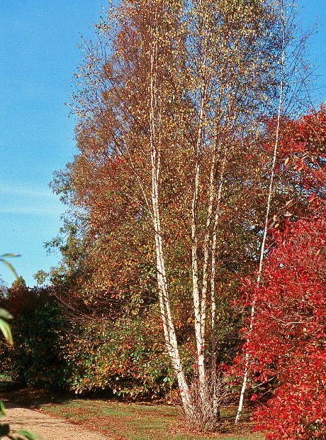 Himalayan Birch - Barcham Trees