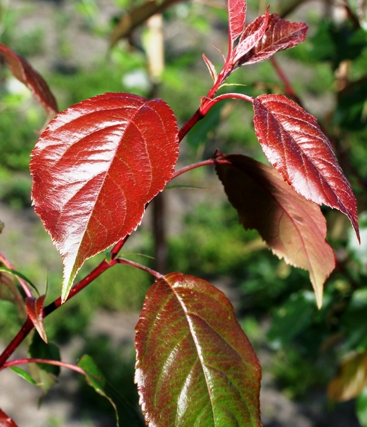 Malus Rudolph (Crab Apple Rudolph) Tree for Sale - Barcham Trees