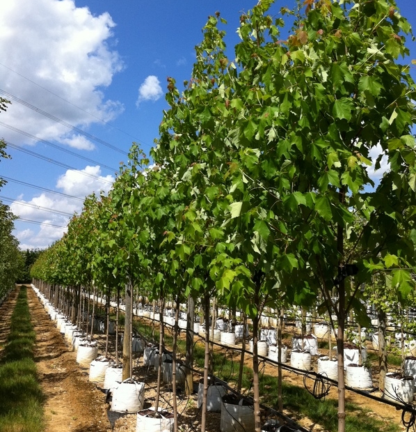 Bowhall Red Maple - Barcham Trees