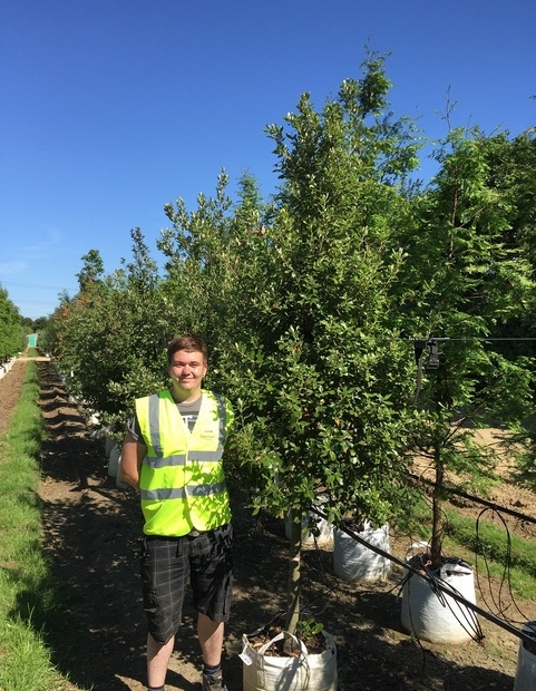 Holm Oak - Barcham Trees