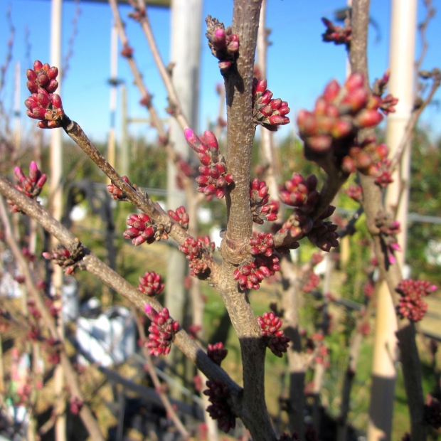 Chinese Redbud multi stem (Cercis chinensis) for Sale - Barcham Trees