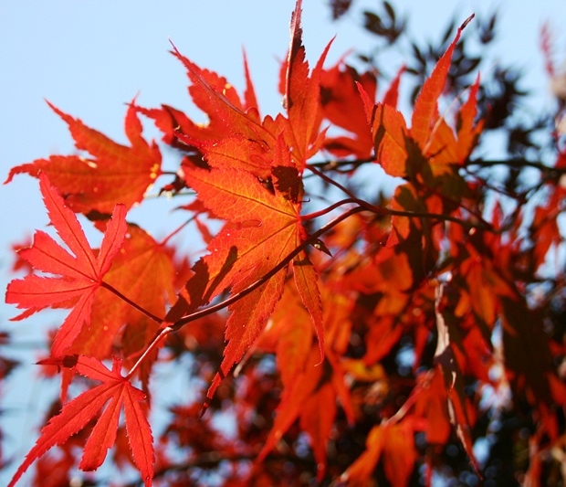 Acer palmatum Bloodgood (Japanese Maple) multi stem - Barcham Trees