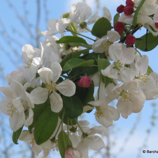 Malus evereste (Crab Apple Evereste) Tree for Sale - Barcham Trees