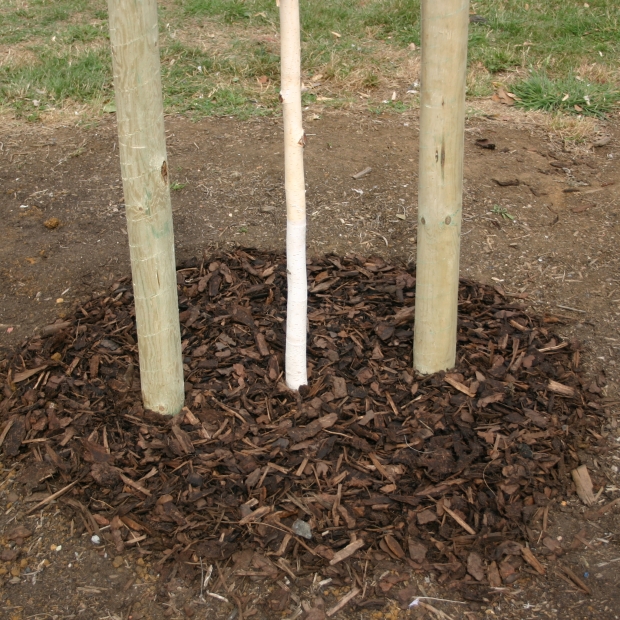 Planting Kit - Barcham Trees