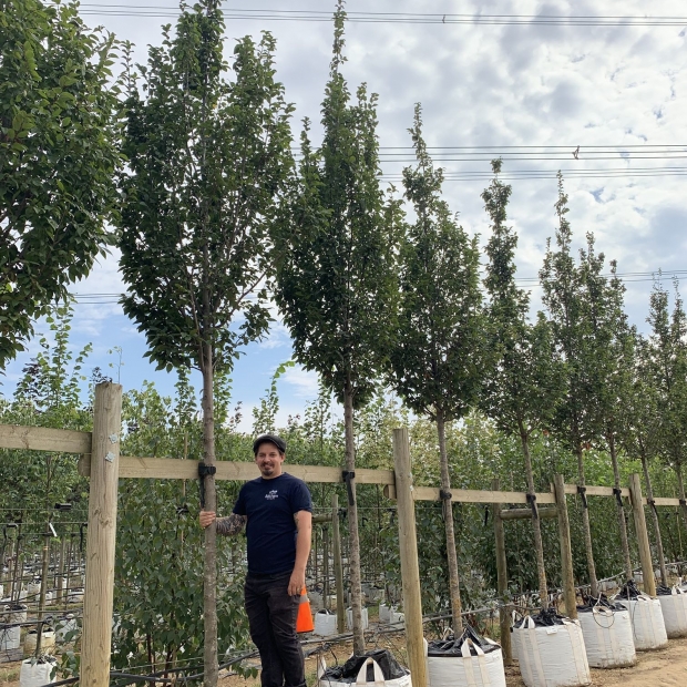 Hornbeam - Barcham Trees