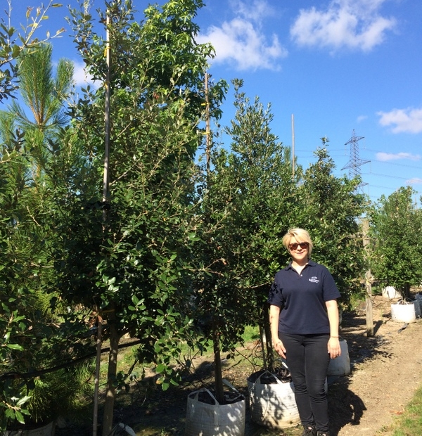 Holm Oak - Barcham Trees