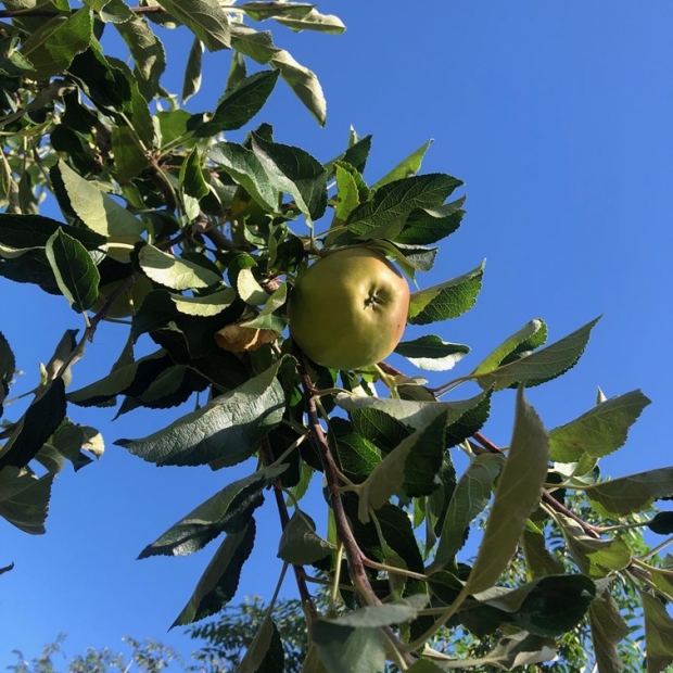 Elstar Apple - Barcham Trees