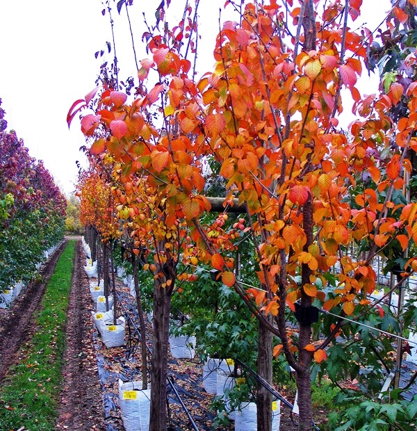 Hillieri Spire Japanese Cherry - Barcham Trees