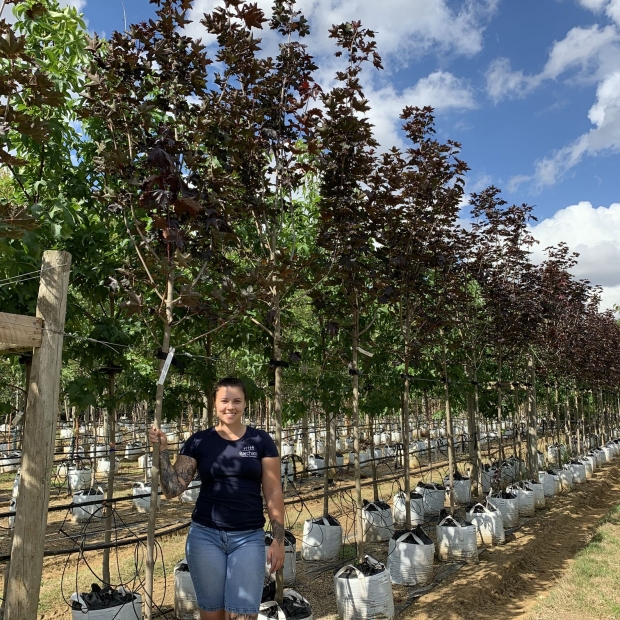 Royal Red Norway Maple - Barcham Trees
